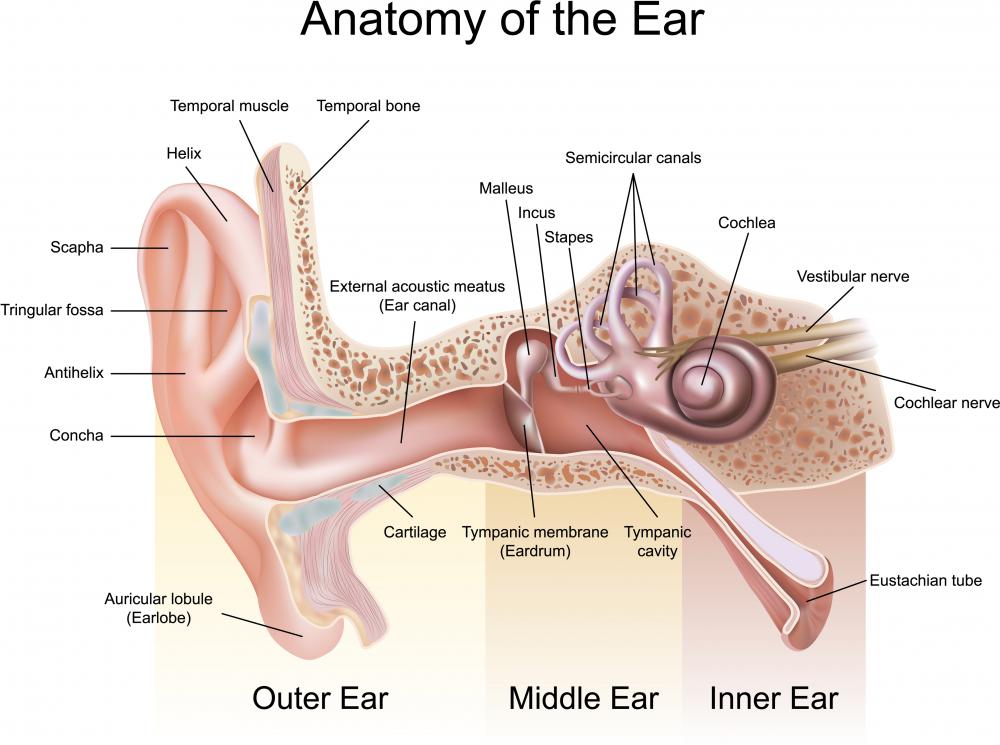 What Are The Different Parts Of The Outer Ear with Pictures 