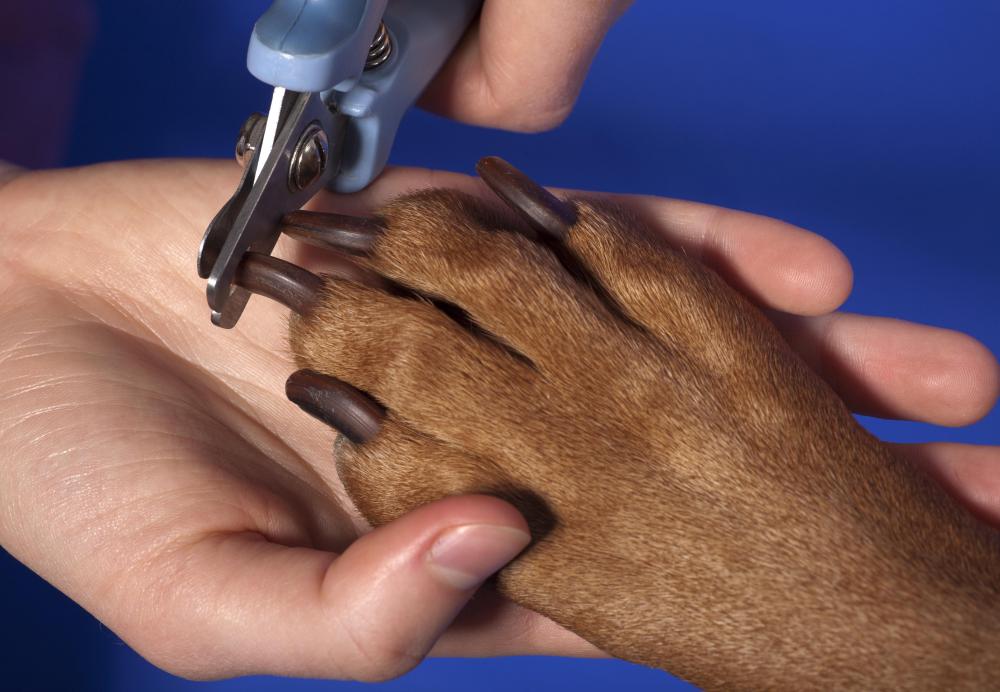 How Can I Trim My Dog s Nails with Pictures 
