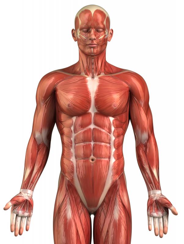 What Exercises Result In Better Muscle Definition 