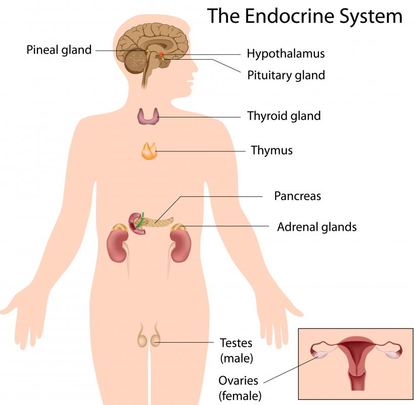 What Are The Components Of The Endocrine System 