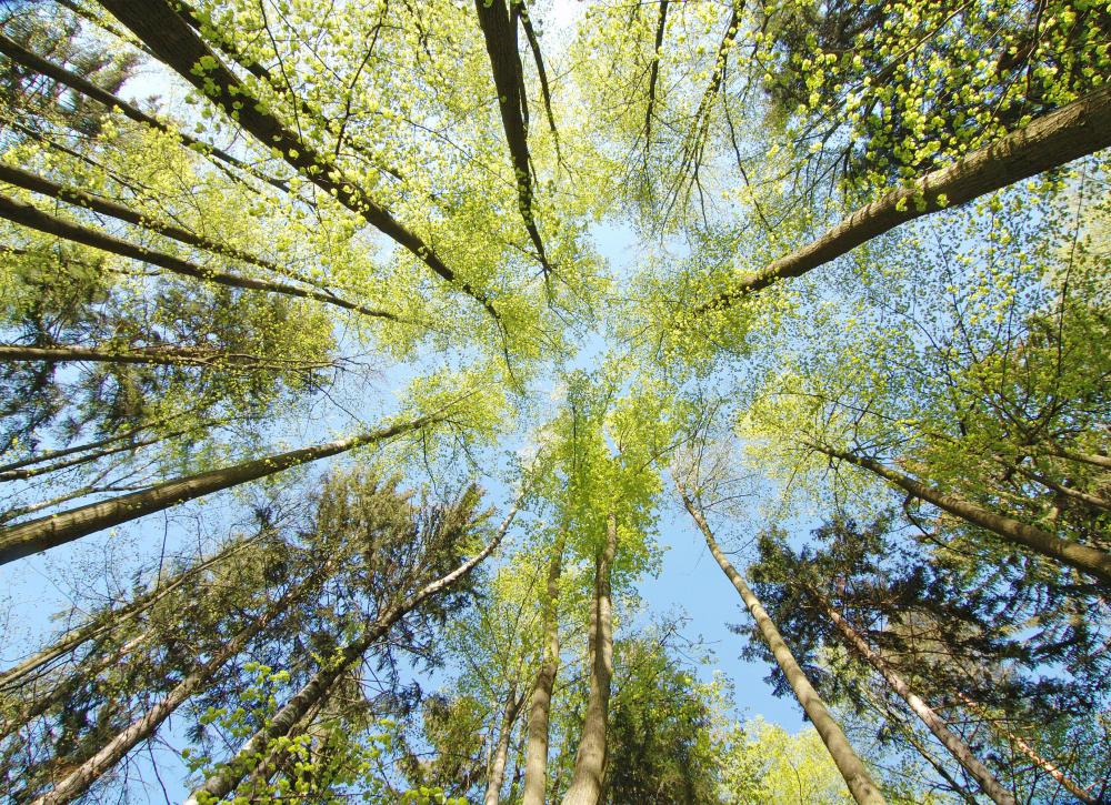 What Is The Forest Canopy with Pictures 