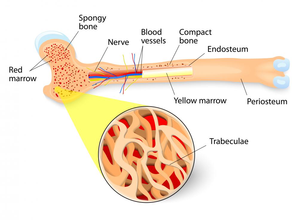 What Is A Trabeculae with Pictures 