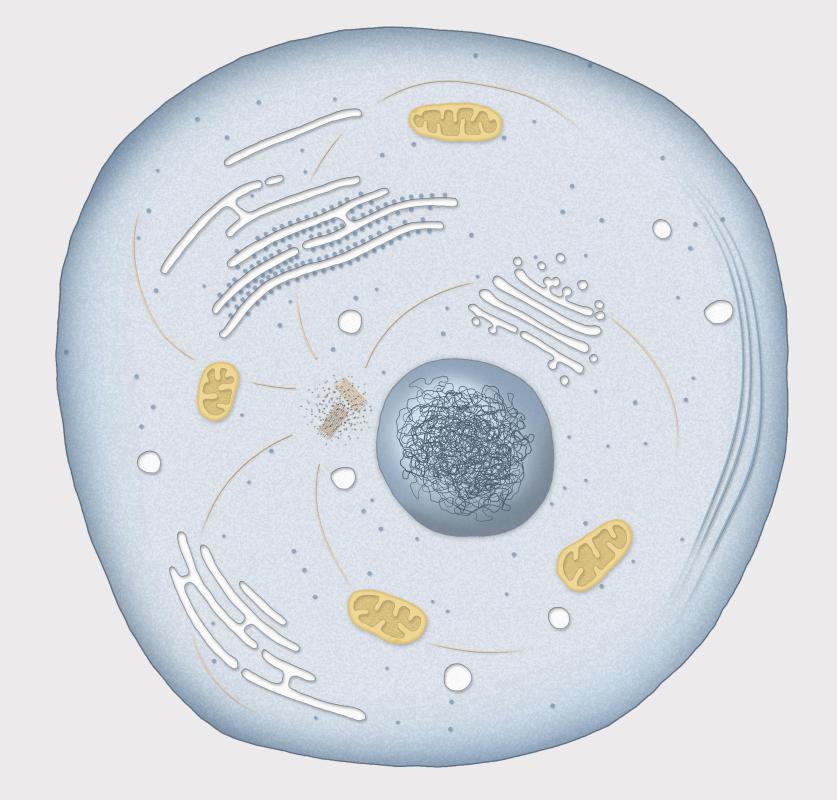 What Is Cytoplasm with Pictures 