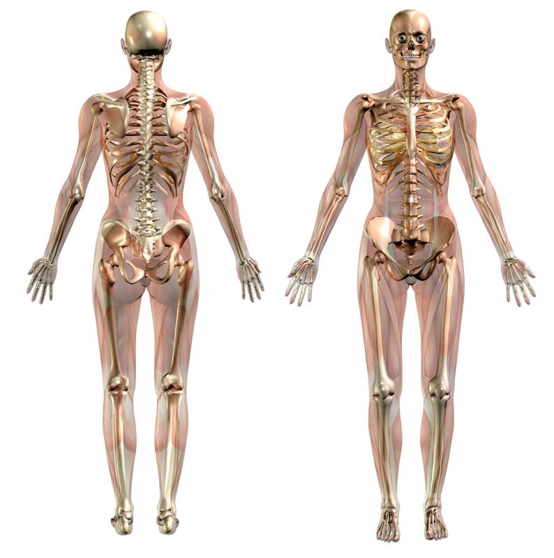 What Is The Function Of Compact Bone with Pictures What Is The Function Of Compact Bone with Pictures