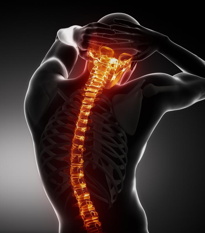 What Does The Backbone Do with Pictures 
