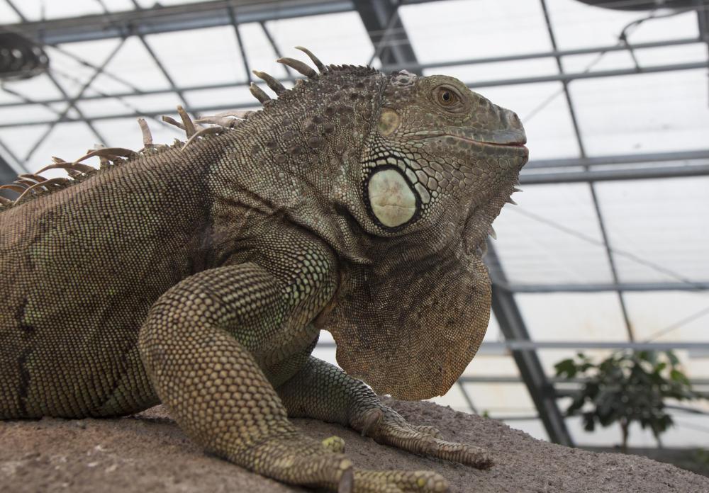 Types Of Big Lizards