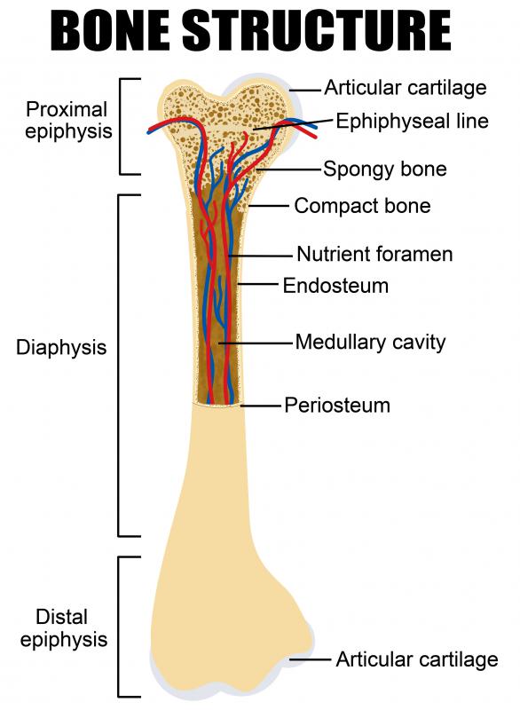 What Is The Humerus with Pictures 