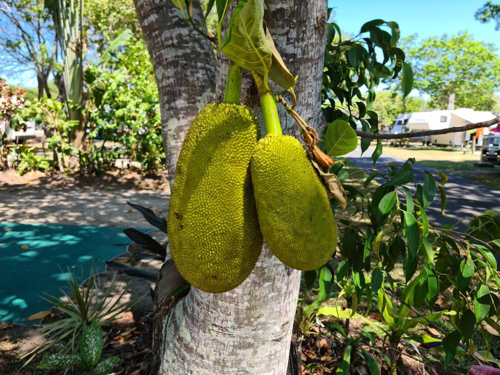 Should We Get Used to Eating Breadfruit? (with picture)