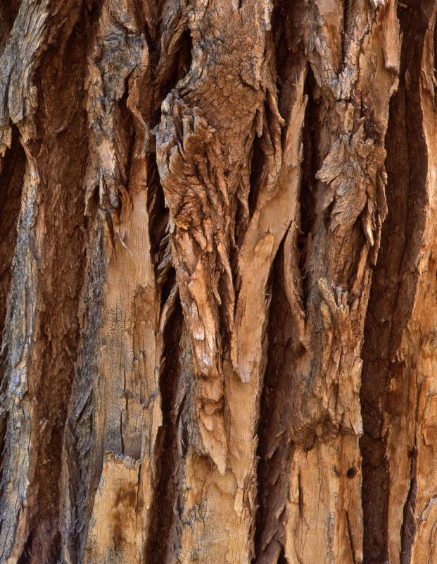 What Is A Cottonwood Tree with Pictures 