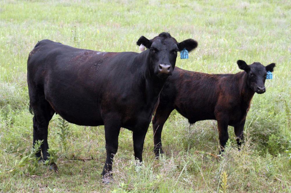 How Can Cattle Farms Reduce Their Greenhouse Gas Emissions?