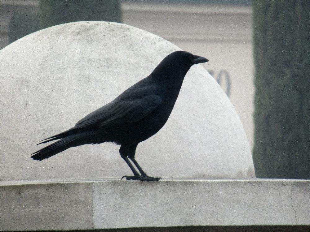What Happens When Crows Overrun a City? (with picture)