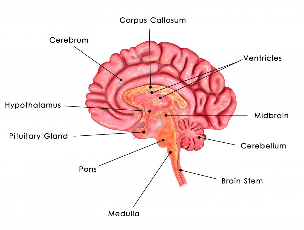 What Are The Functions Of The Midbrain with Pictures What Are The Functions Of The Midbrain with Pictures