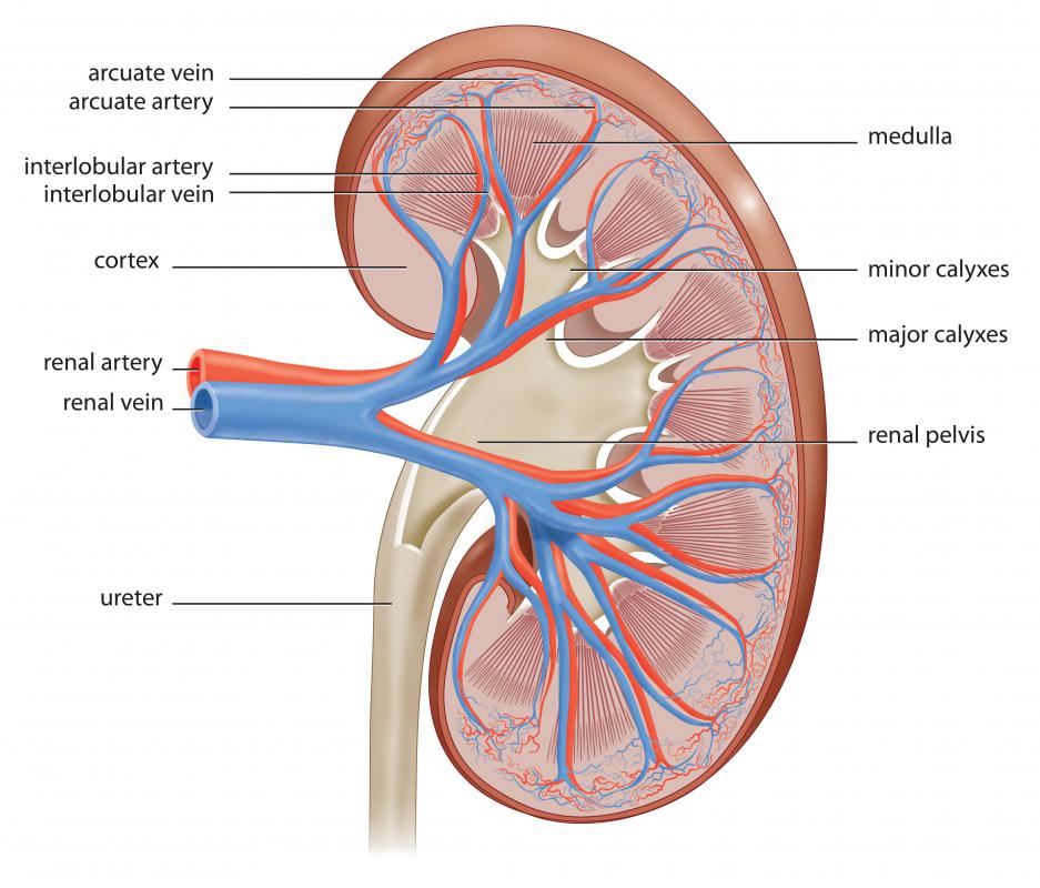 What Is A Juxtamedullary Nephron with Pictures What Is A Juxtamedullary Nephron with Pictures
