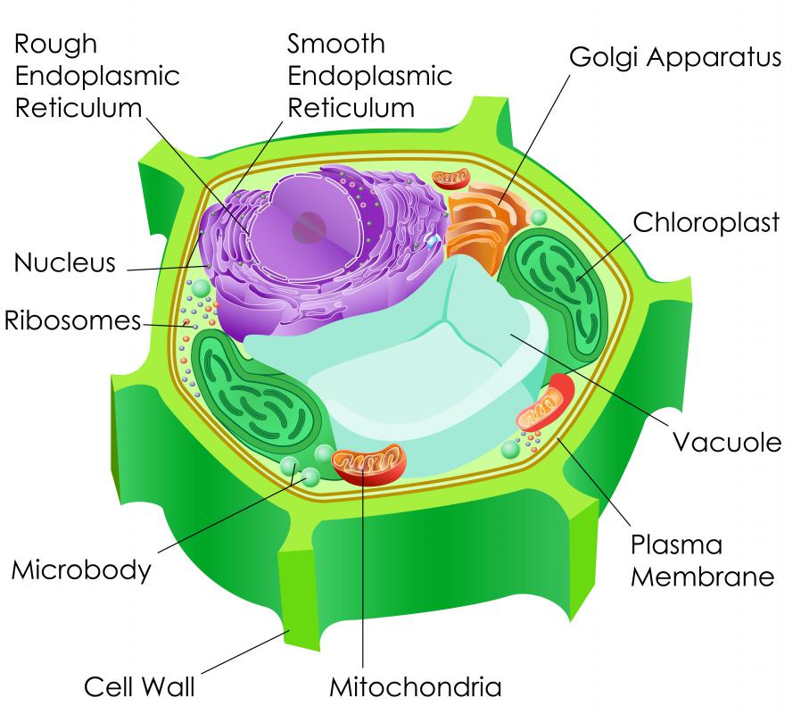 What Is The Function Of A Ribosome with Pictures 