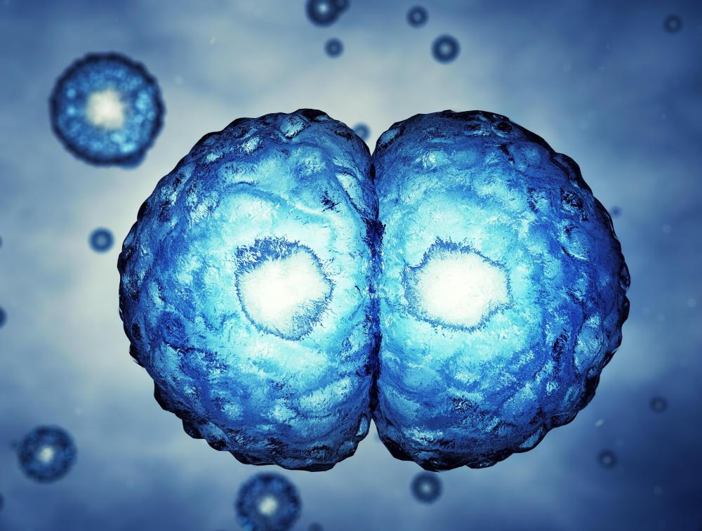 What Is Cytokinesis with Pictures 