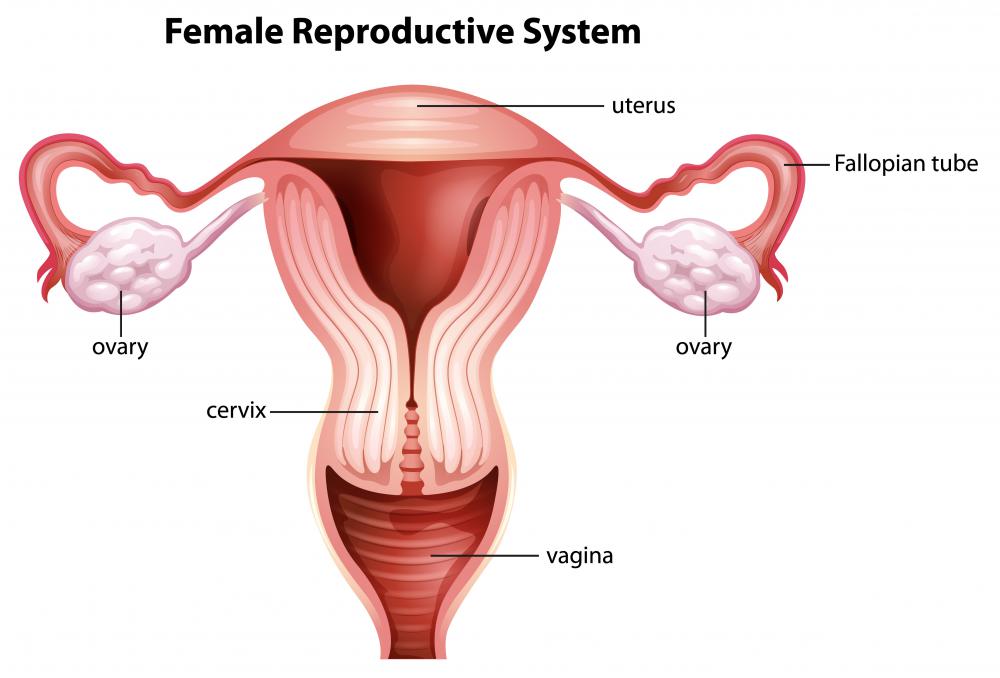 What Are Bilateral Ovarian Cysts with Pictures What Are Bilateral Ovarian Cysts with Pictures