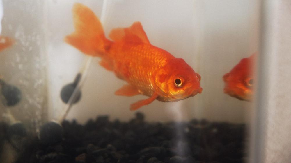 Do Goldfish Really Forget Everything After 3 Seconds?