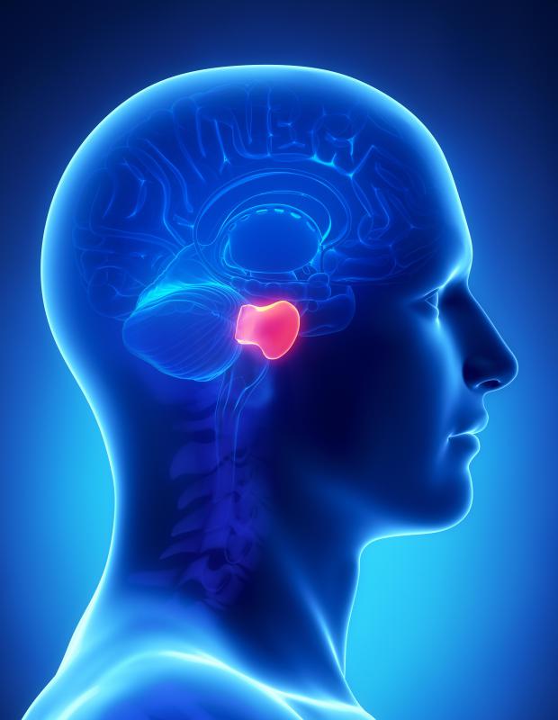 What Is The Function Of The Brainstem with Pictures 