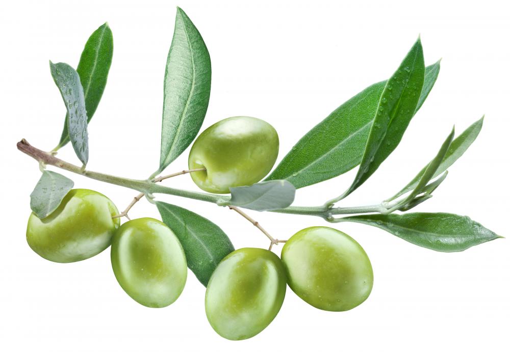 What Is An Olive Tree with Pictures What Is An Olive Tree with Pictures