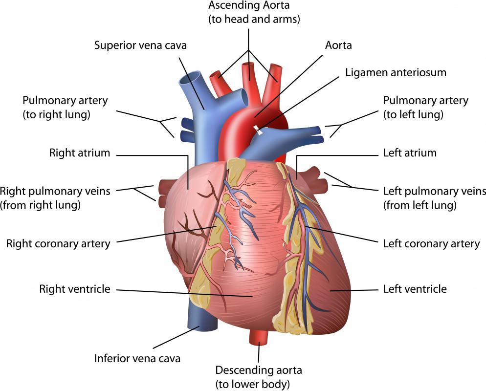 What Is An Aorta with Pictures 