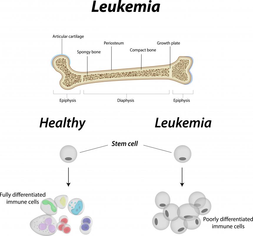 Importance Of Bone Marrow Daneelyunus