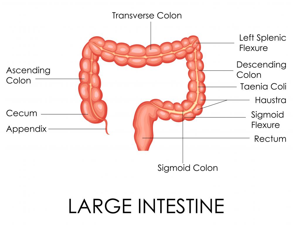 What Is The Large Intestine with Pictures 