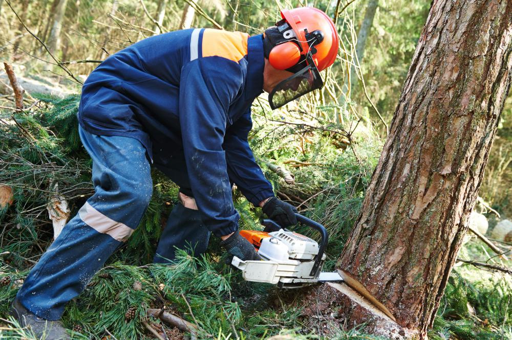  What Is Tree Felling with Pictures 