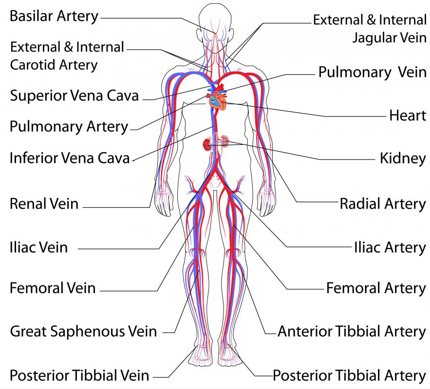 What Is The External Iliac Artery with Pictures What Is The External Iliac Artery with Pictures