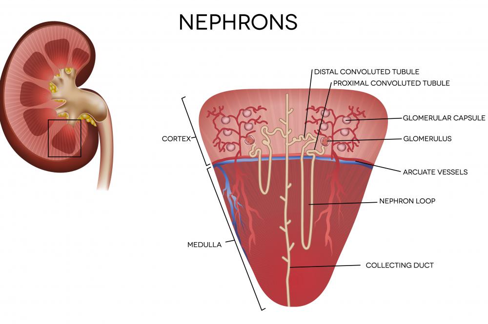 What Are Peritubular Capillaries with Pictures 