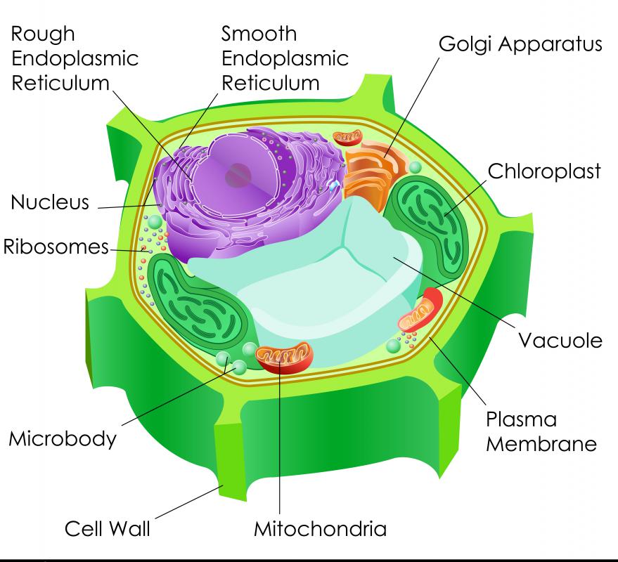 What Is A Chloroplast with Pictures What Is A Chloroplast with Pictures