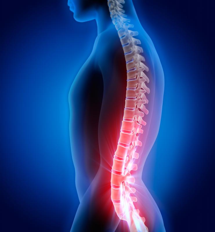 What Are Vertebrae with Pictures 