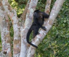 Why Do Monkeys Have Tails But Humans Don’t? (with picture)