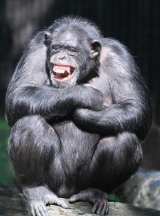 What Is the Common Chimpanzee? (with picture)