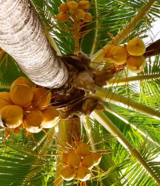 Are Falling Coconuts Dangerous? (with pictures)