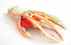 Why Do People Have Dominant Hands? (with pictures)