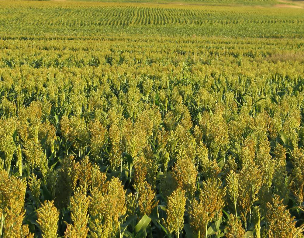 What Are The Different Crops In Africa with Pictures What Are The Different Crops In Africa with Pictures