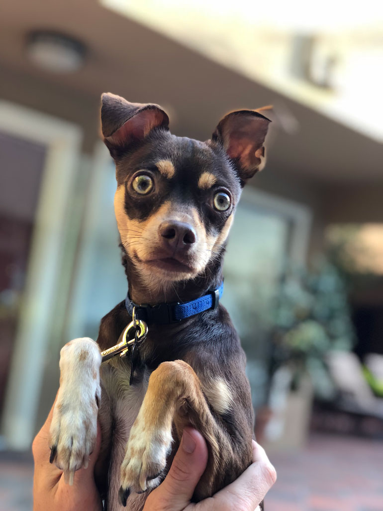 Pettable Review How I Got My Legitimate ESA Letter Online