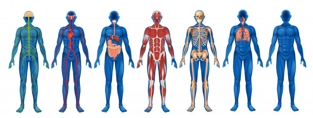 What Are The Different Types Of Organs In The Human Body 