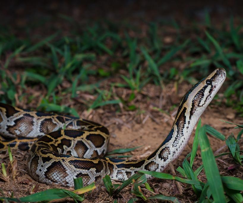How Does the Florida Python Challenge Help the Everglades?